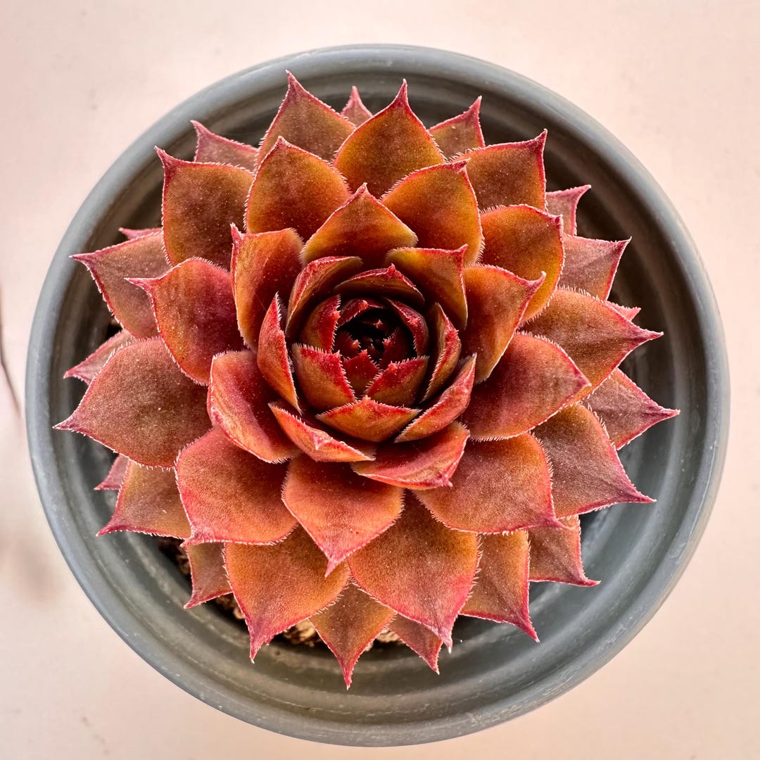 2.5" Live Sempervivum 'peggy', Rare Colorful Hardy Easy Care Succulent ...