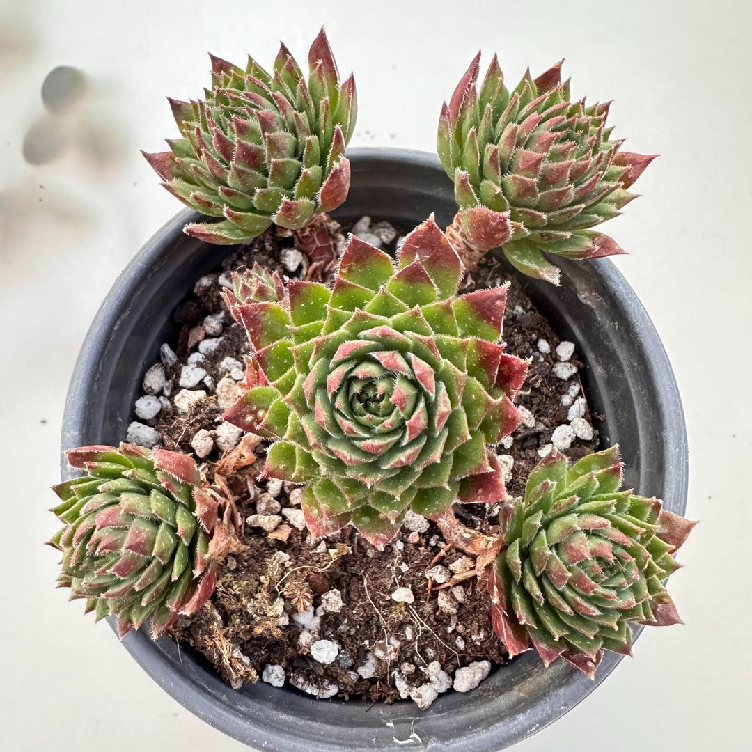 3" Live Sempervivum 'black Mini‘, Rare Colorful Hardy Easy Care Succulent Plants - Etsy