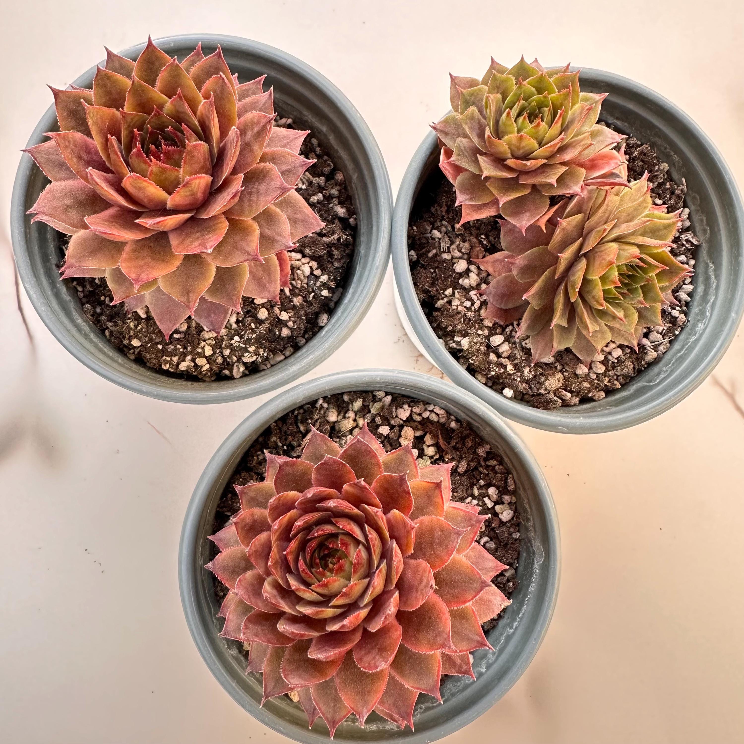 2.5" Live Sempervivum 'peggy', Rare Colorful Hardy Easy Care Succulent ...