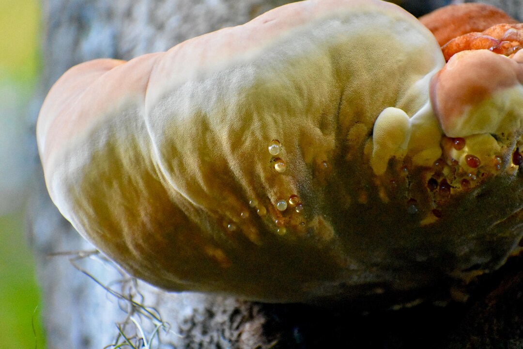 Woodland Tooth Mushroom: Original Photography, Fungi, Mycology - Etsy