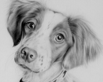 Snow Leopard Paper PRINT 11x14 Snow Leopard Charcoal | Etsy