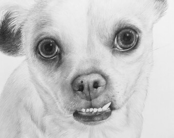 Snow Leopard Paper PRINT 11x14 Snow Leopard Charcoal | Etsy