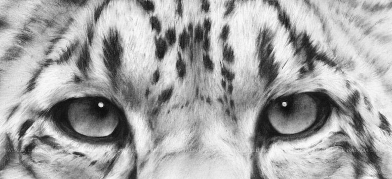 Snow Leopard Paper PRINT 11x14 Snow Leopard Charcoal | Etsy