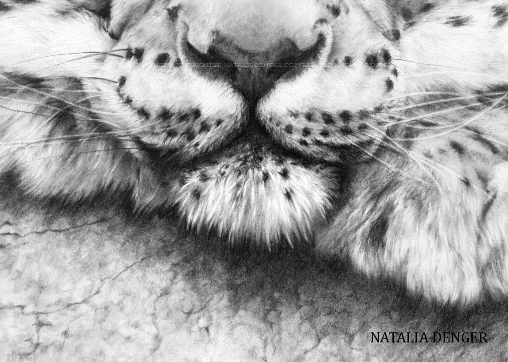 Snow Leopard Paper PRINT 11x14 Snow Leopard Charcoal | Etsy