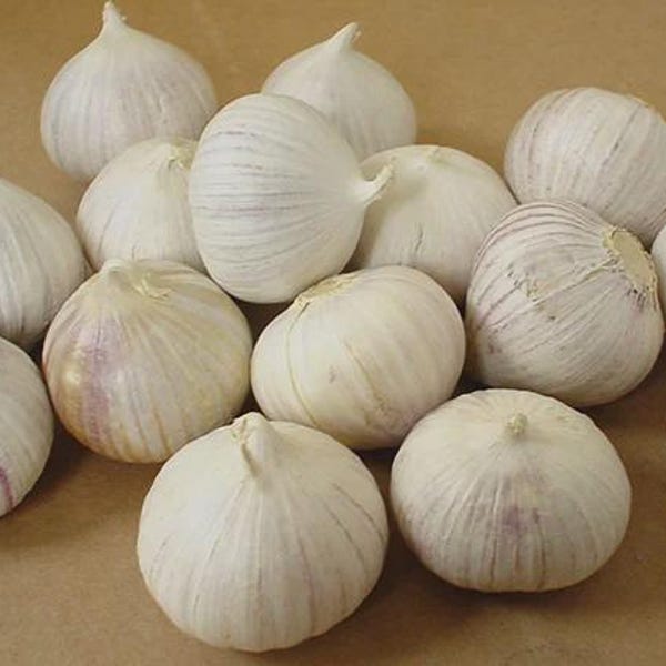 Solo Garlic - Etsy