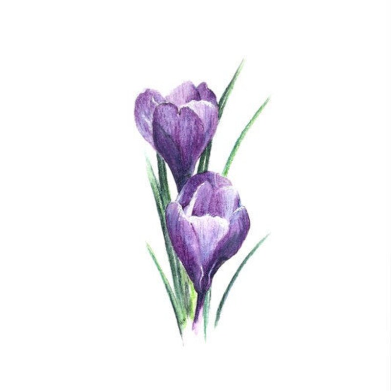 Purple Crocus - Etsy