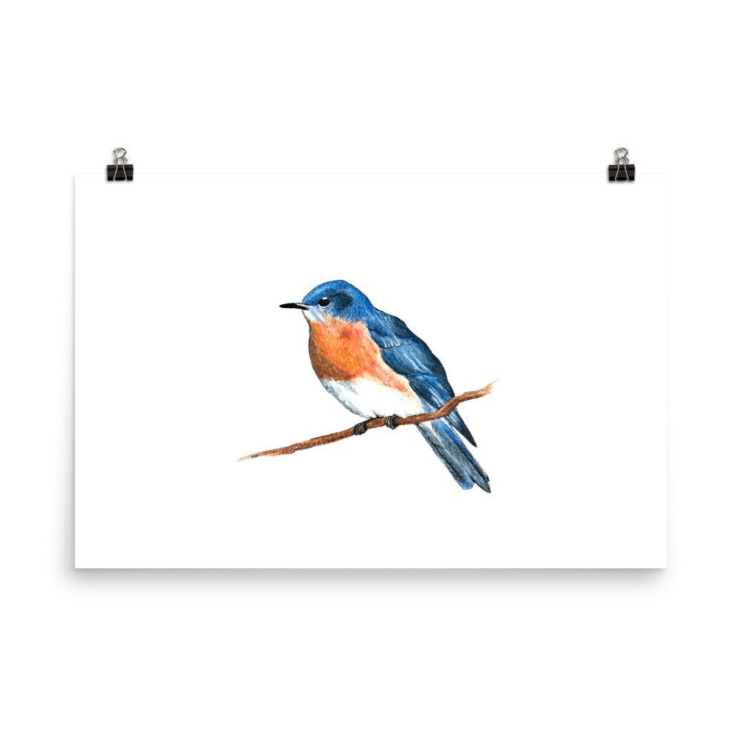 Eastern Bluebird Art Print/watercolor Bird Poster/bluebird Giclée ...