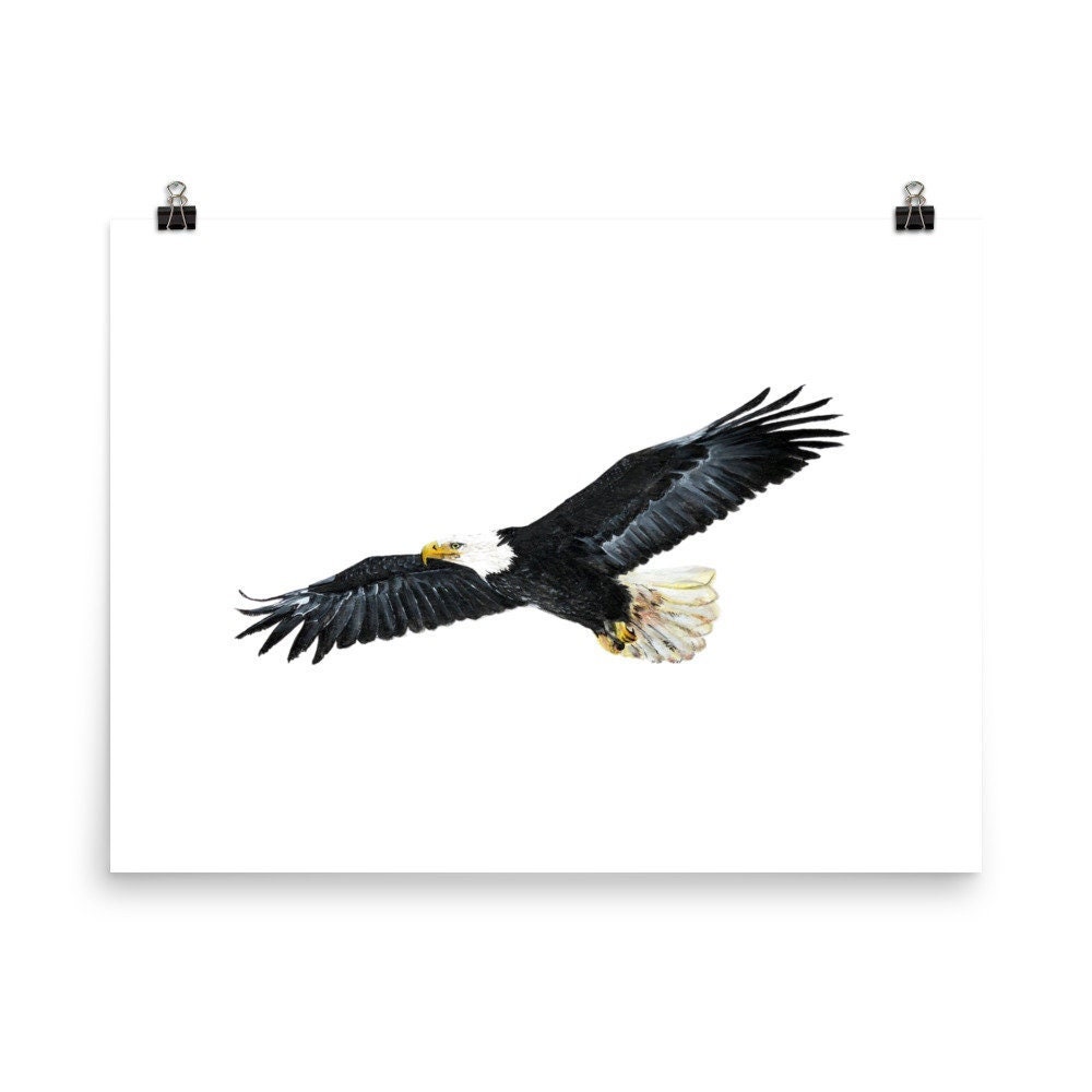Flying Bald Eagle Art Print / Watercolor Eagle Poster / Flying - Etsy