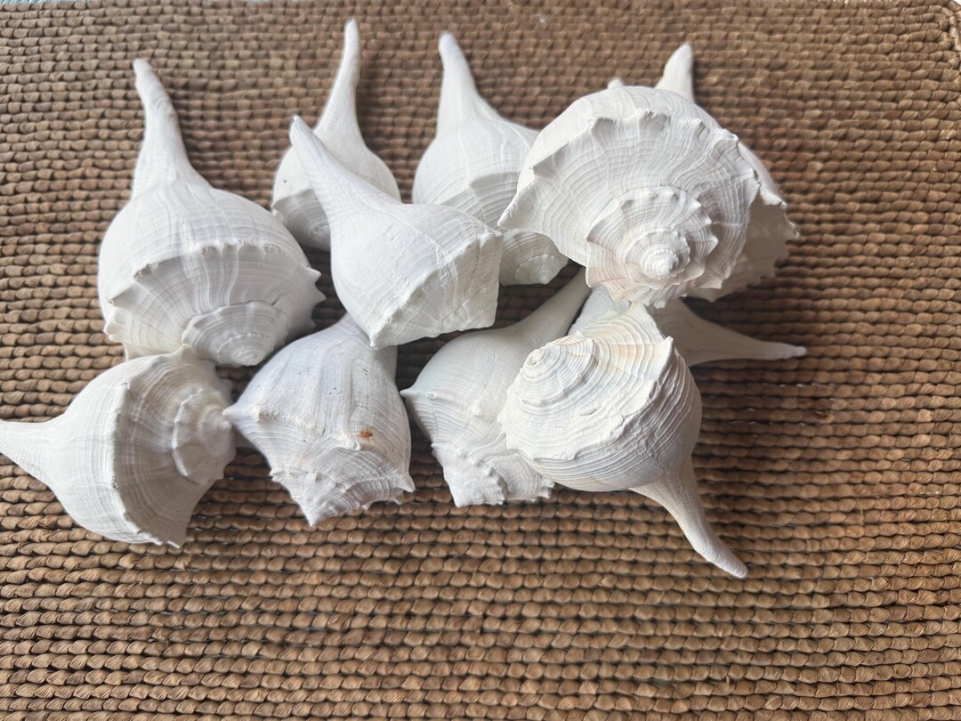 10 Small White Florida Lightning Whelk Shells - Etsy