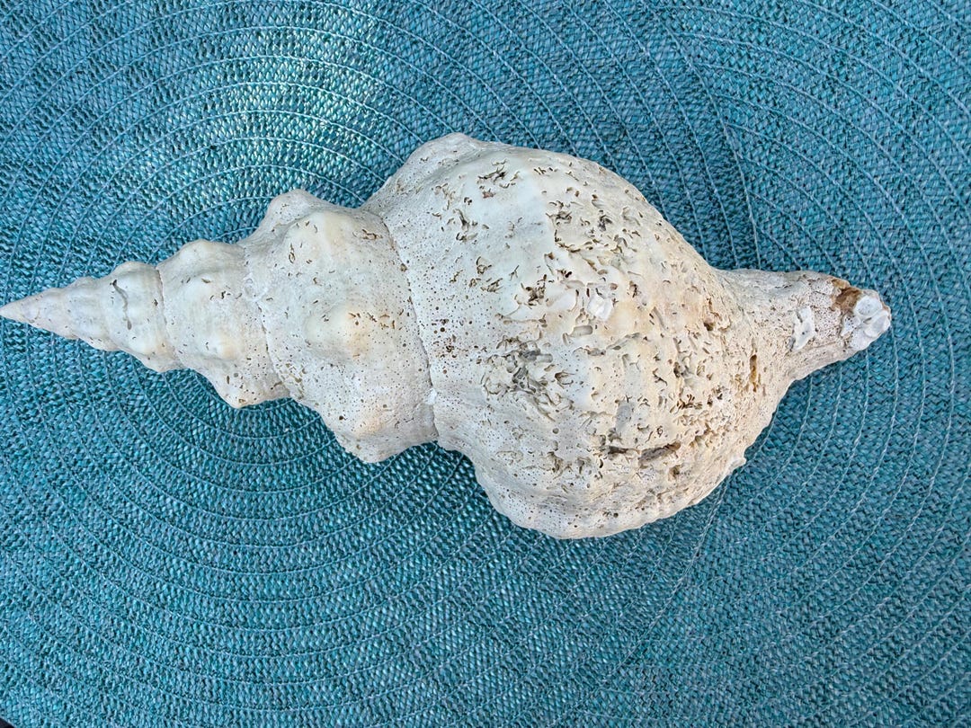 Weathered 11-inch Horse Conch Shell – Natural Coastal Decor - Etsy