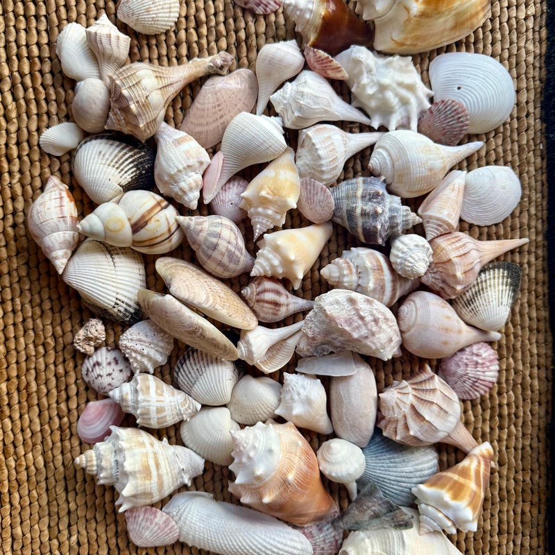 Rare Sea Shells - Etsy
