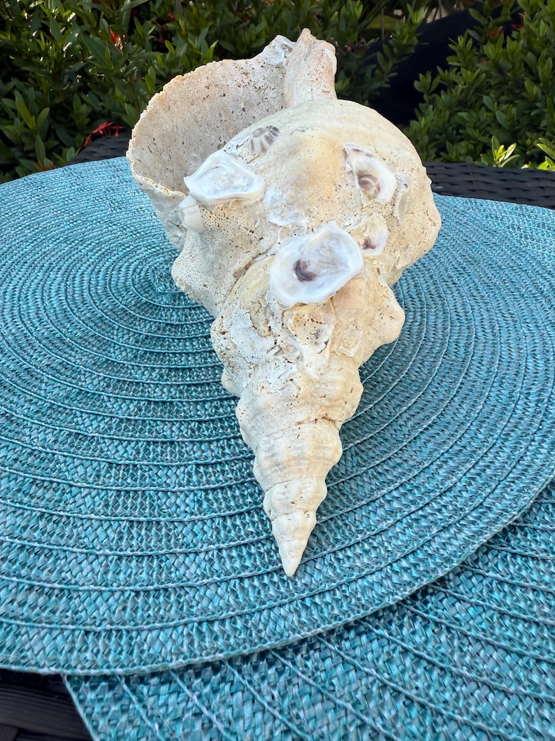 Weathered 11-inch Horse Conch Shell – Natural Coastal Decor - Etsy