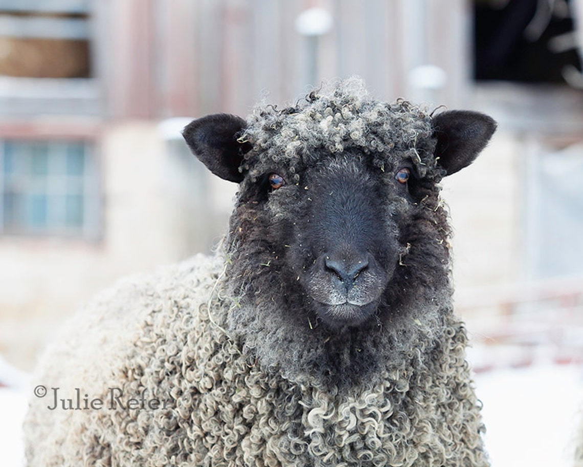 Sheep photography rustic decor french country farm animal | Etsy