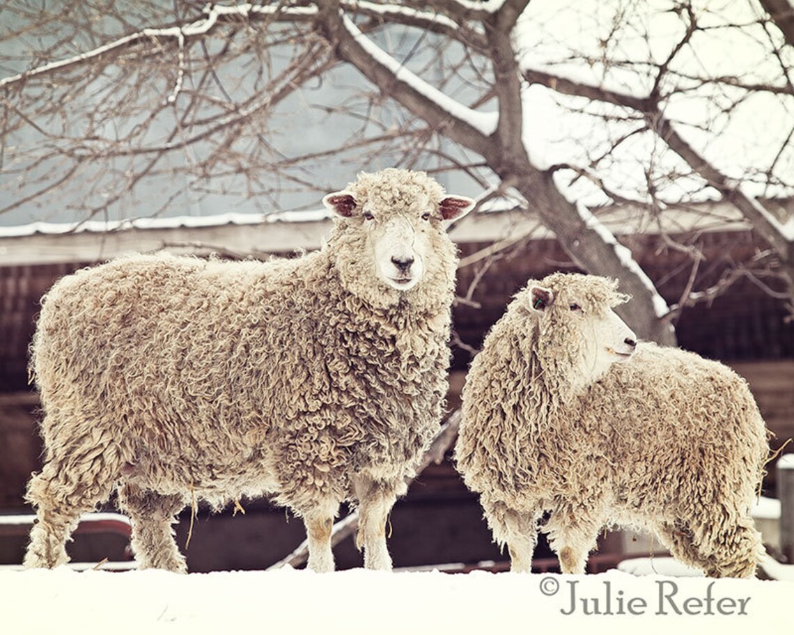 Sheep Rustic Decor French Country Farm Animal Photography - Etsy