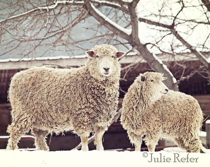 Sheep, Rustic Decor, French Country, Farm Animal Photography - Etsy