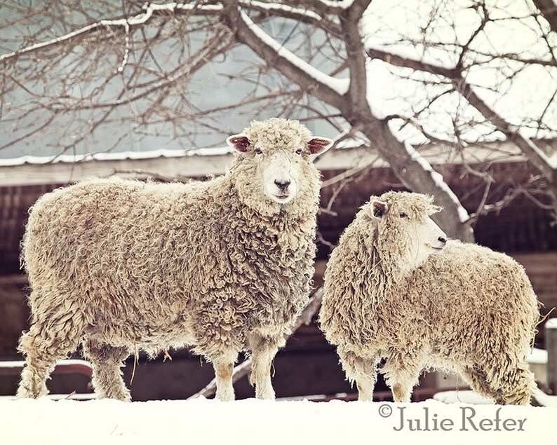 Sheep Rustic Decor French Country Farm Animal Photography - Etsy