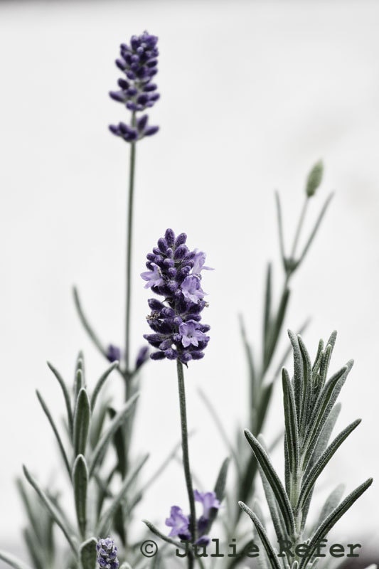 Lavender Flower Botanical Art, Herb Photo, Lavender Photo - Etsy