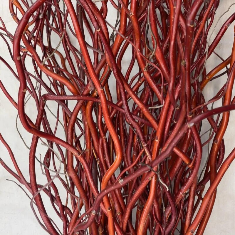Red Willow - Etsy