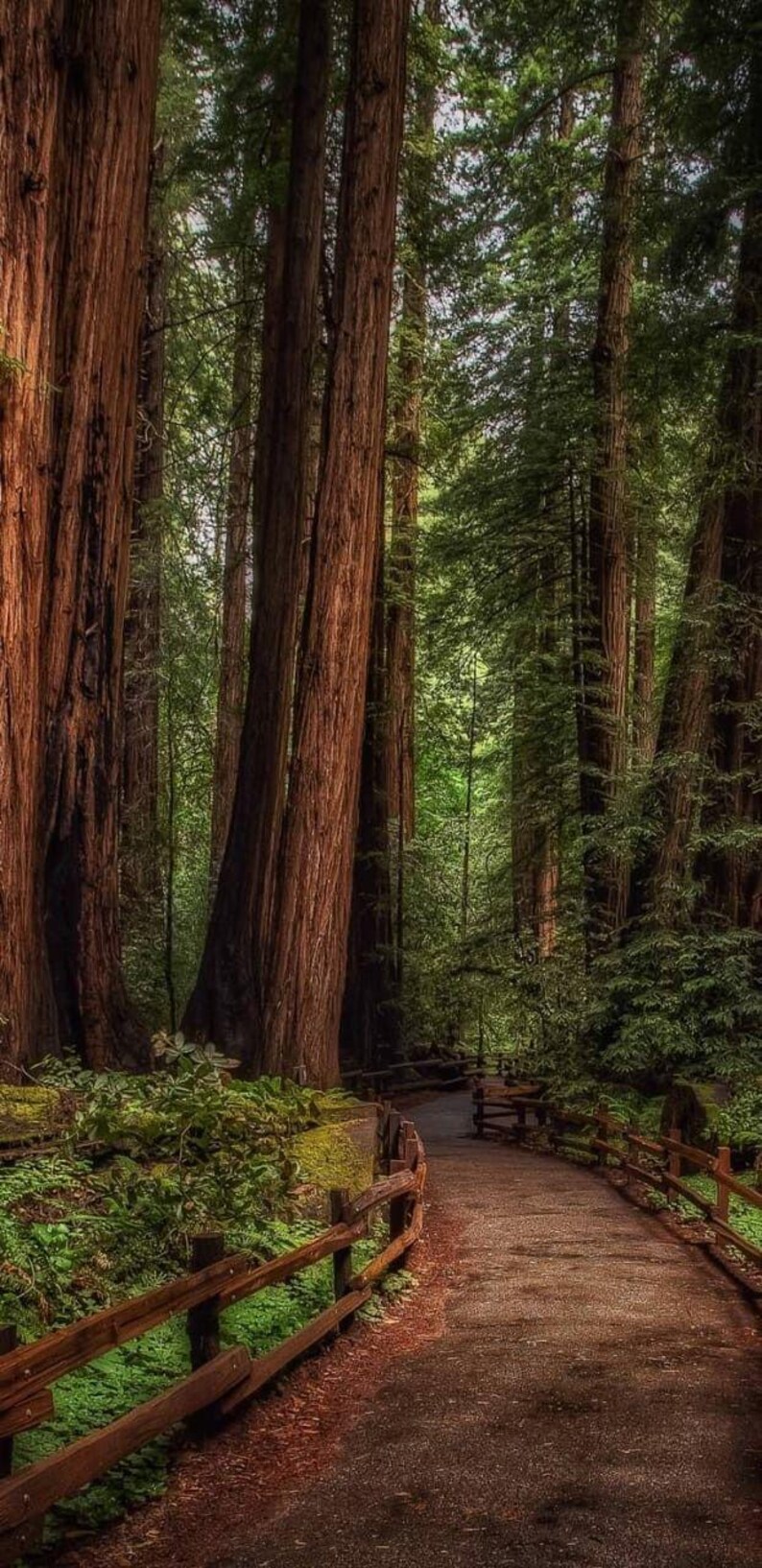 Redwood Forest Path Print, Nature Photography Poster (digital Download ...