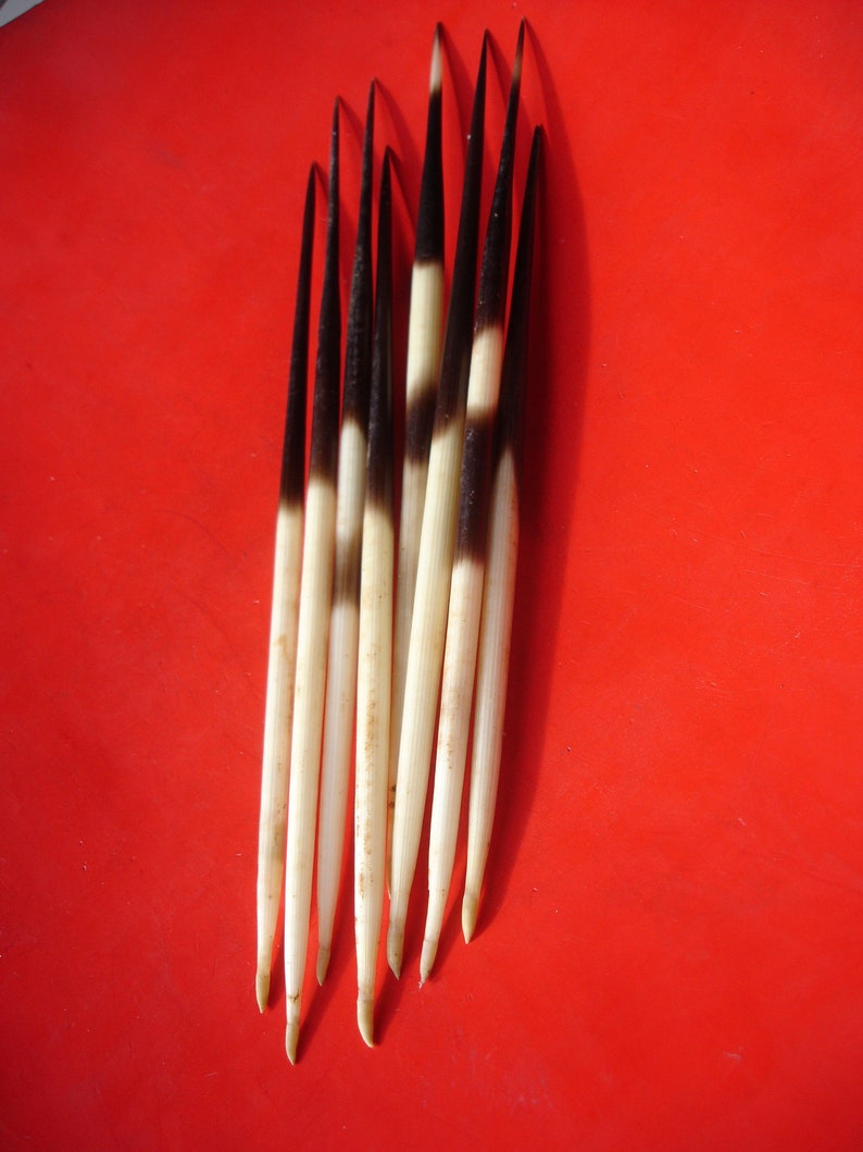 Mali Porcupine Spine Quill Hair Pin for Tribal Fusion Dance, Hair Wear ...
