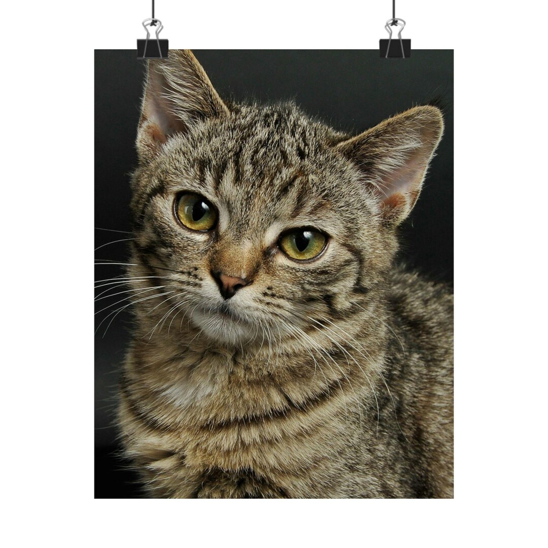 Classic Tabby Cat Poster | Realistic Feline Portrait Art Print | Unique ...