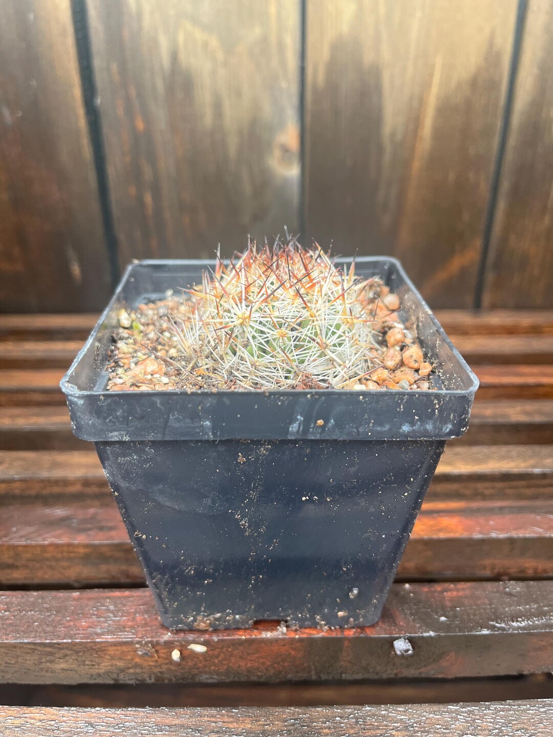 Escobaria Vivipara Plant - Etsy