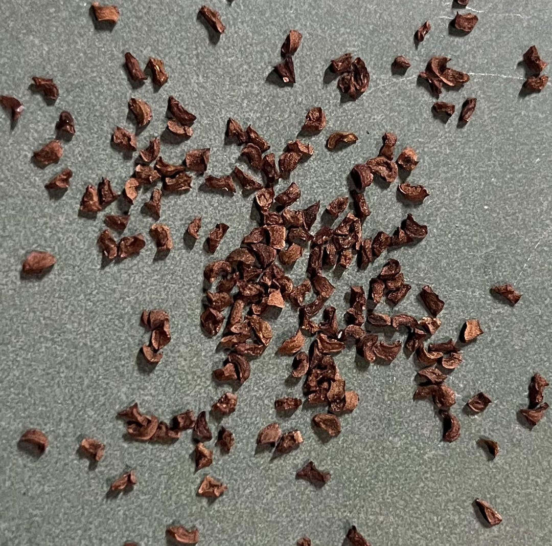 Penstemon Nitidus Seeds - Etsy