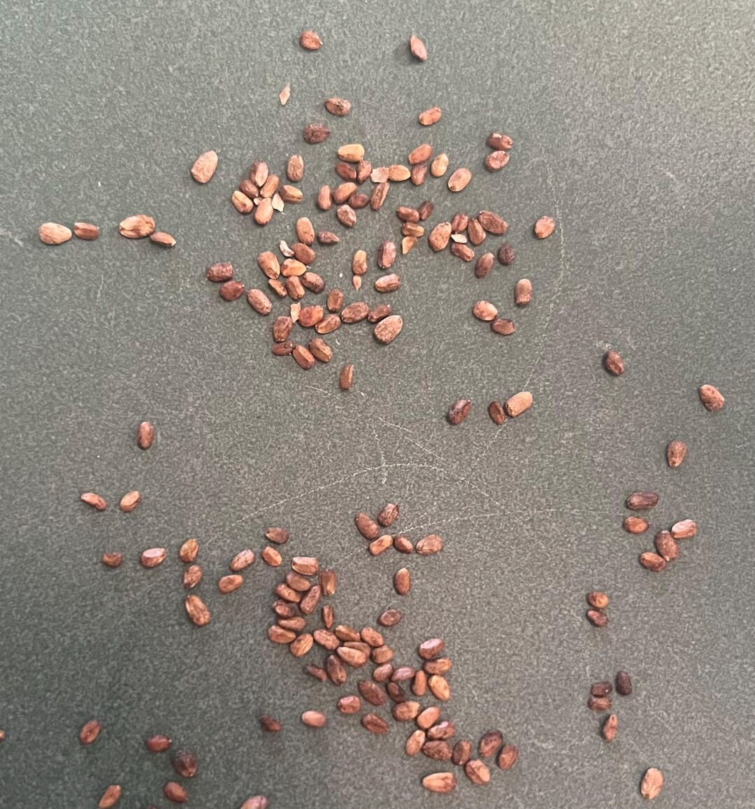 Salvia Apiana Seeds - Etsy