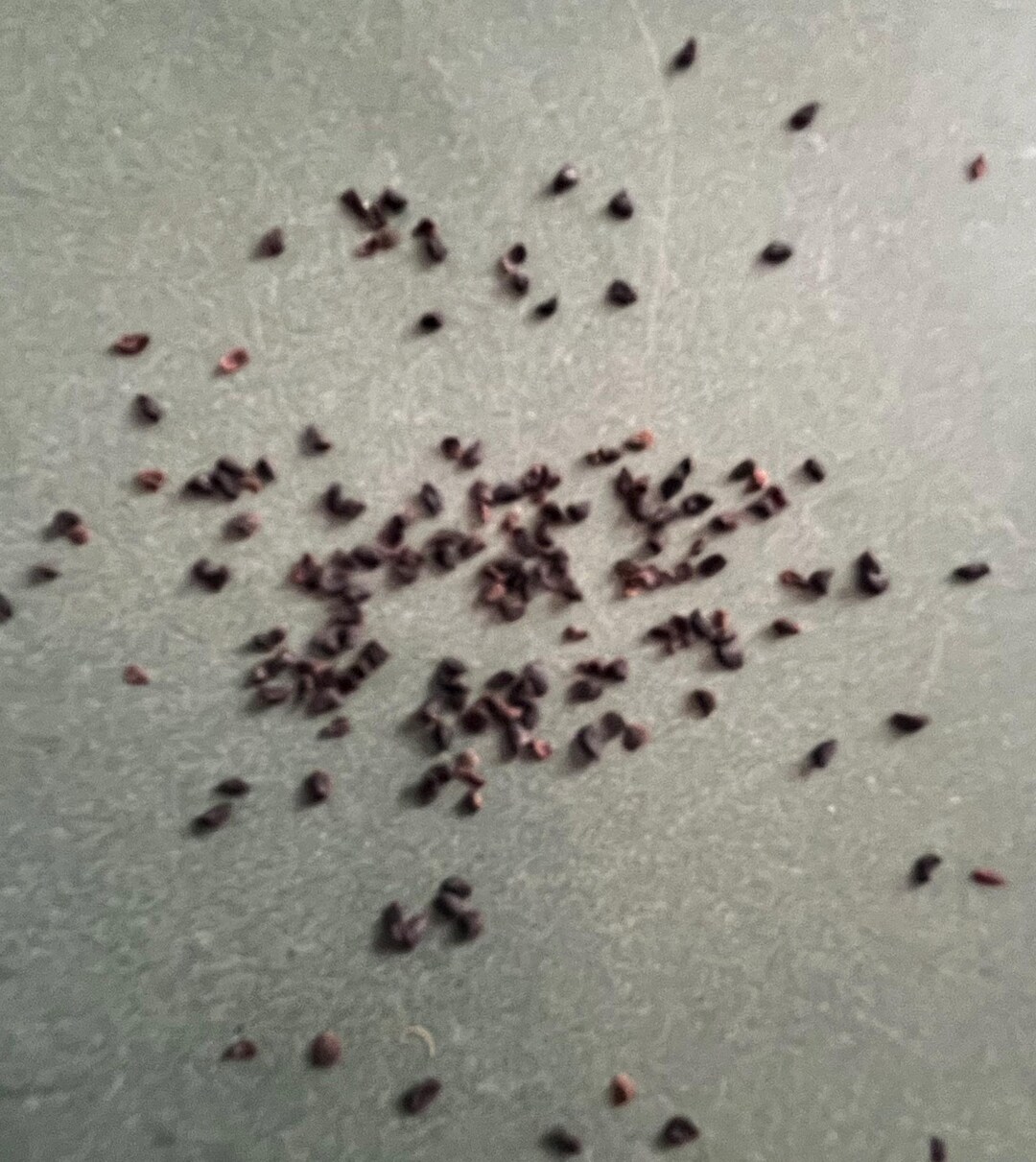 Penstemon Clutei Seeds - Etsy