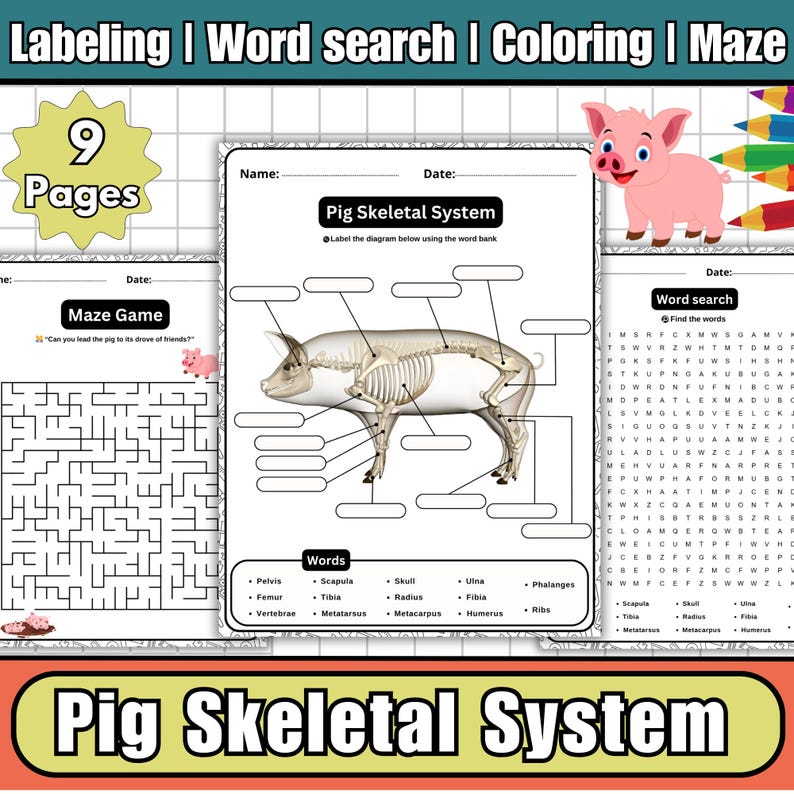 Pig Skeletal System Labeling, Word Search, Maze & Coloring | Science ...
