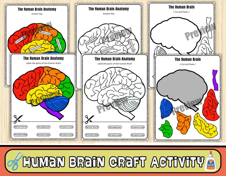 Human Brain Anatomy Craft Template | Label the Parts of the Brain ...