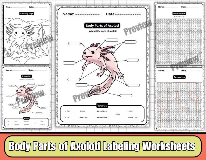 Body Parts of Axolotl Labeled Diagram, Worksheets, Word Search ...