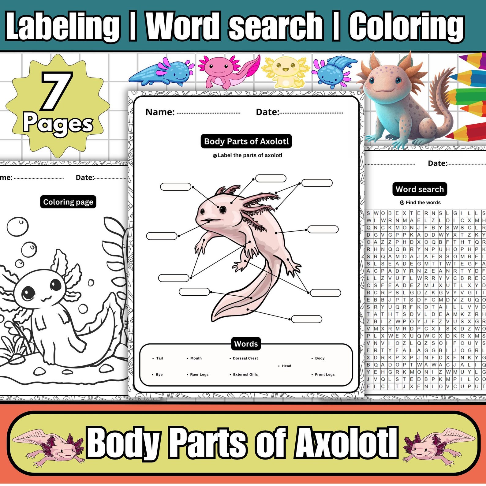 Body Parts of Axolotl Labeled Diagram, Worksheets, Word Search ...