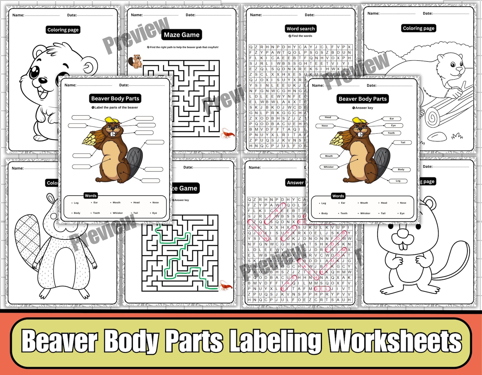 Beaver Anatomy Worksheet | Labeling, Maze, Coloring Page (PDF) - Etsy