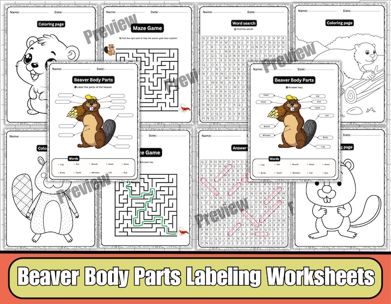 Beaver Anatomy | Beaver Body Parts Labeling Diagram Worksheets, Word ...