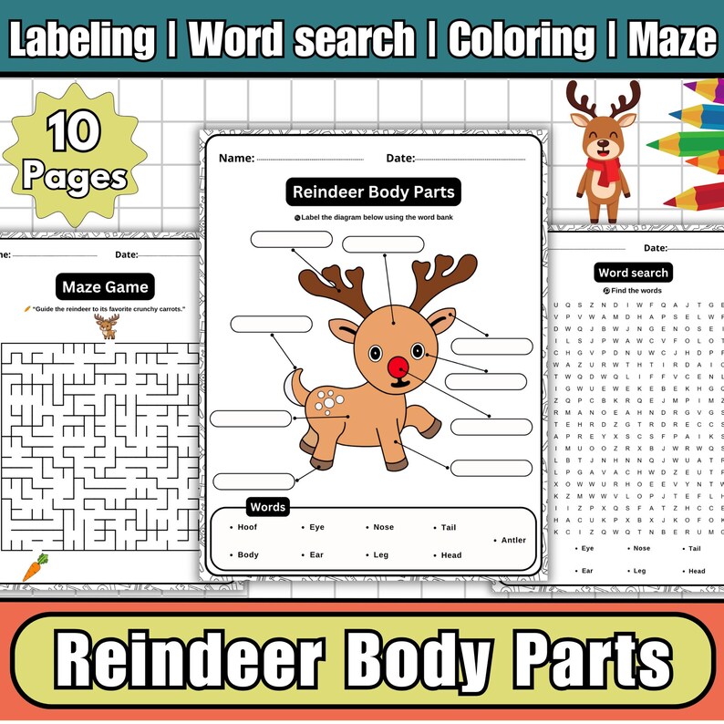 Reindeer Anatomy Activity | Reindeer Body Parts, Winter Science ...