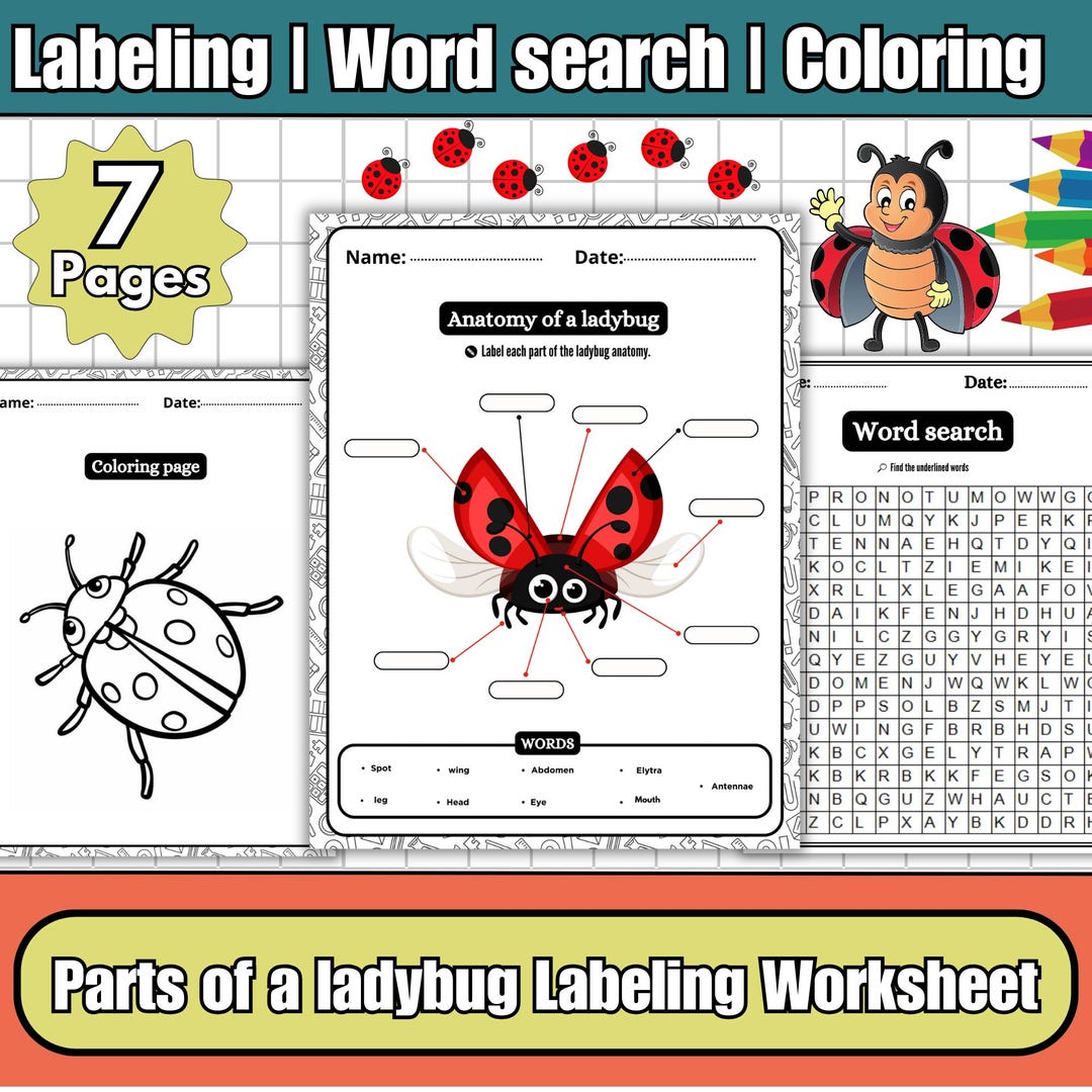 Anatomy of a Ladybug | Ladybug Body Parts Labeling Worksheets, Word ...