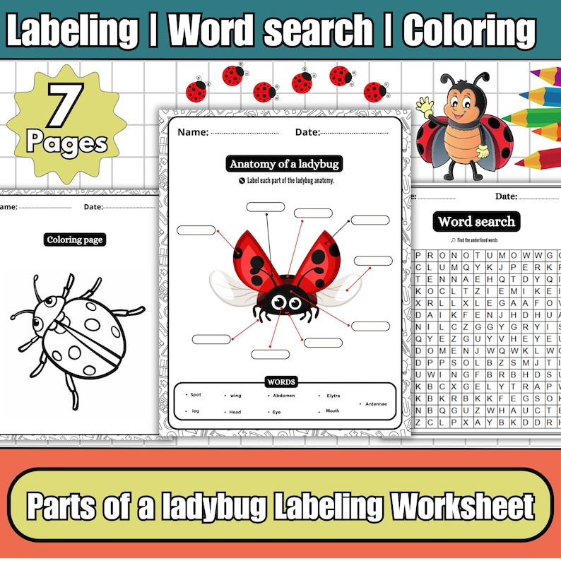 Anatomy of a Ladybug | Ladybug Body Parts Labeling Worksheets, Word ...