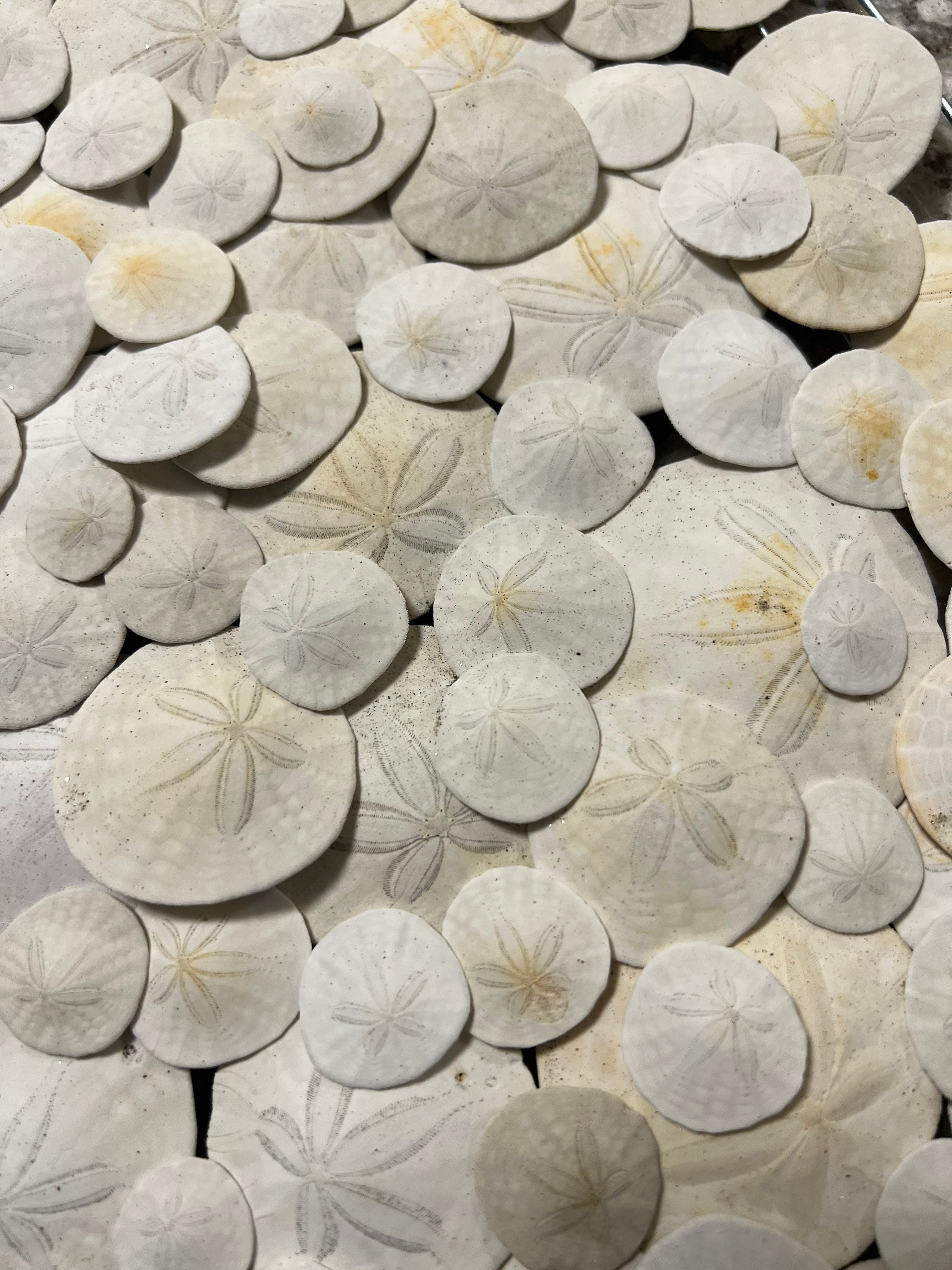 California Coast Sand Dollars - Etsy