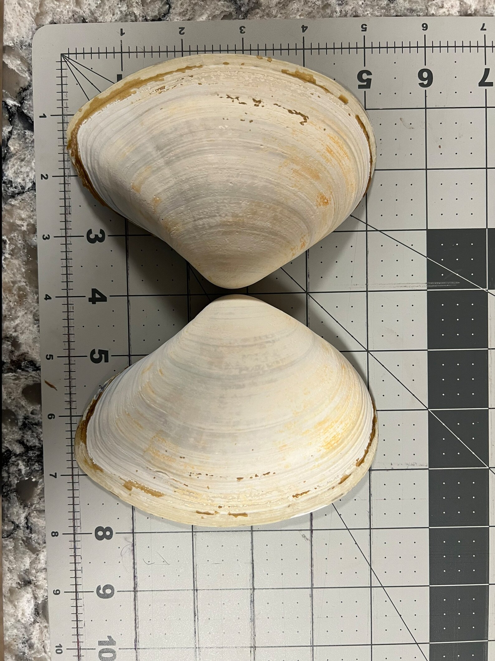 Extra Large Clam Shells for Crafts - Etsy