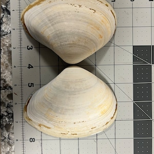 Extra Large Clam Shells for Crafts - Etsy