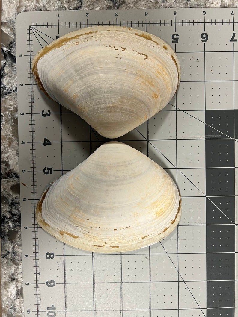 Extra Large Clam Shells for Crafts - Etsy