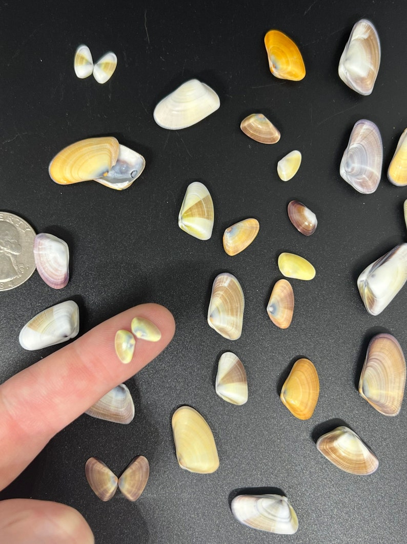 Tiny Paired Coquina Bean Clam Sets for Seashell Crafts Butterfly Shells ...