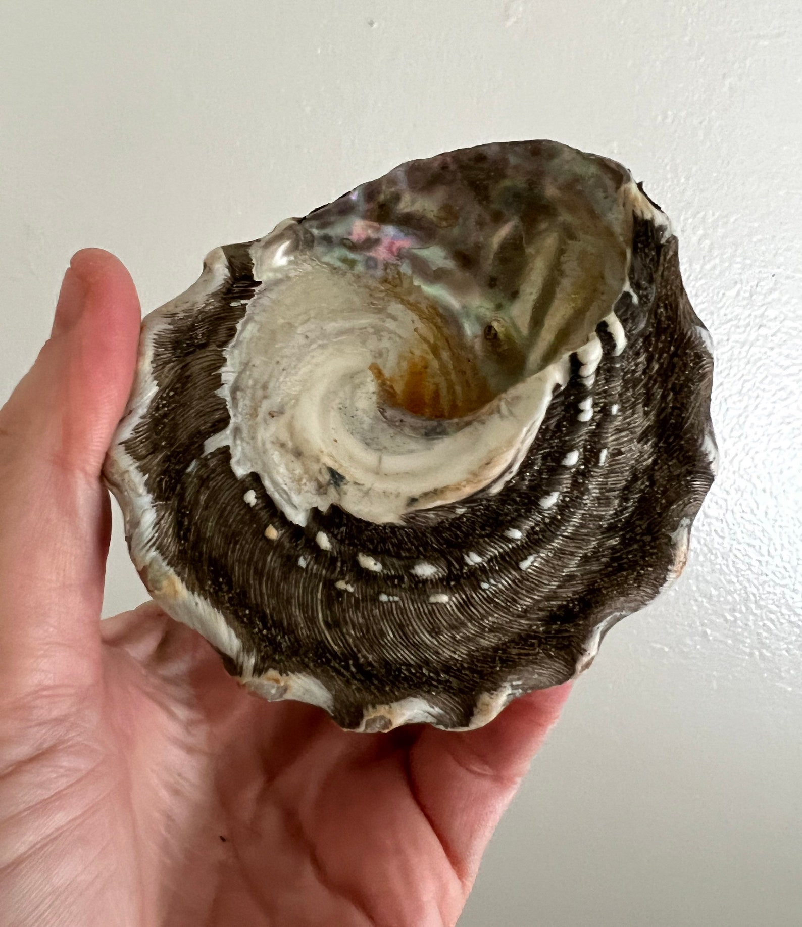 Unique Wavy Turban Snail Shell From California - Etsy