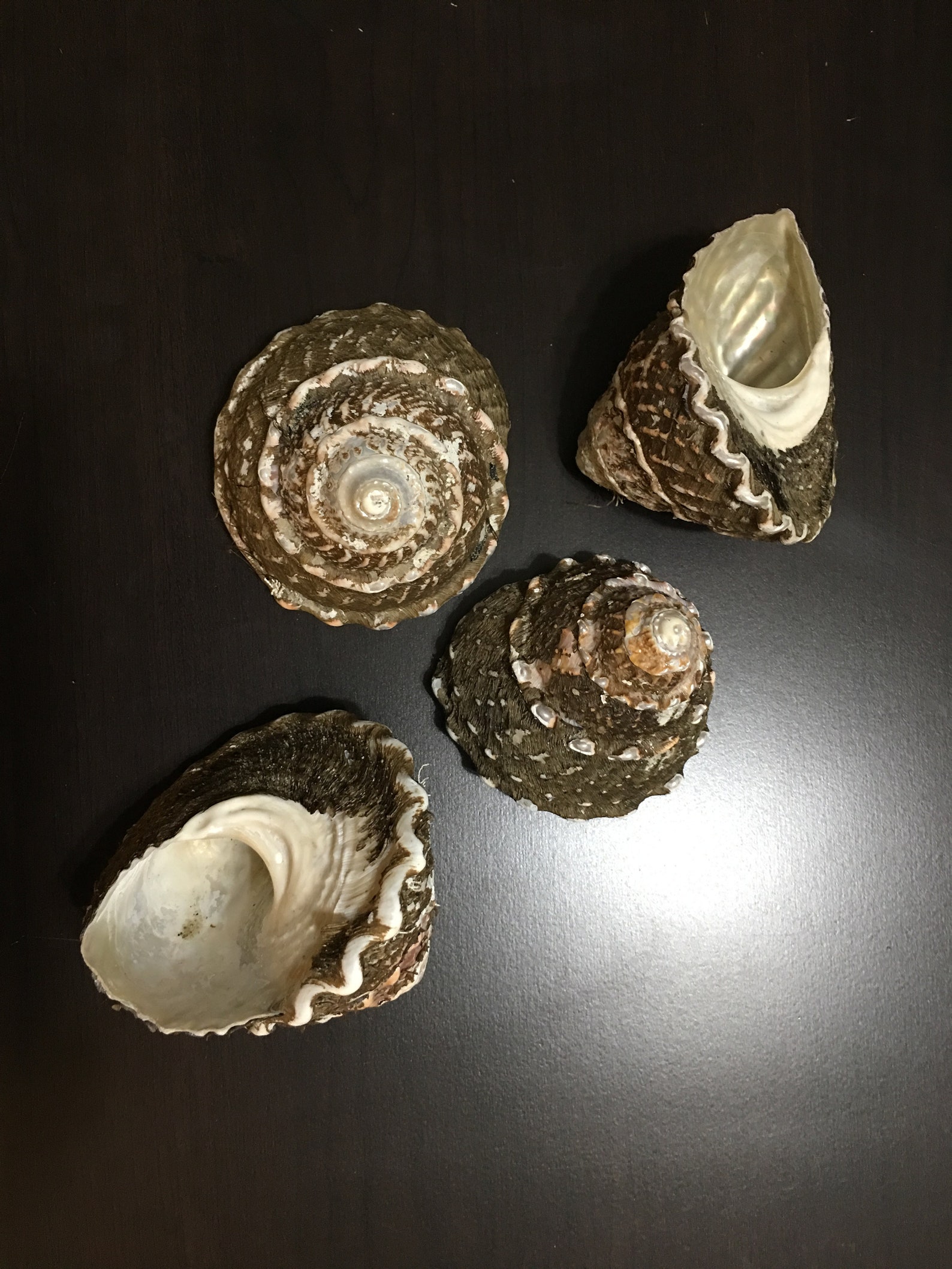 Unique Wavy Turban Snail Shell From California - Etsy