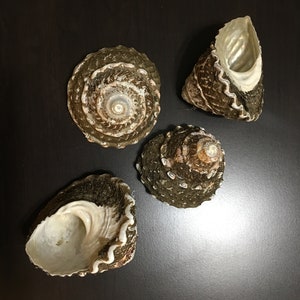 Unique Wavy Turban Snail Shell From California - Etsy