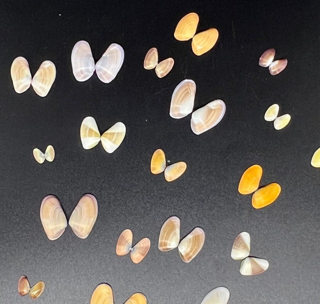 Tiny Paired Coquina Bean Clam Sets for Seashell Crafts Butterfly Shells ...