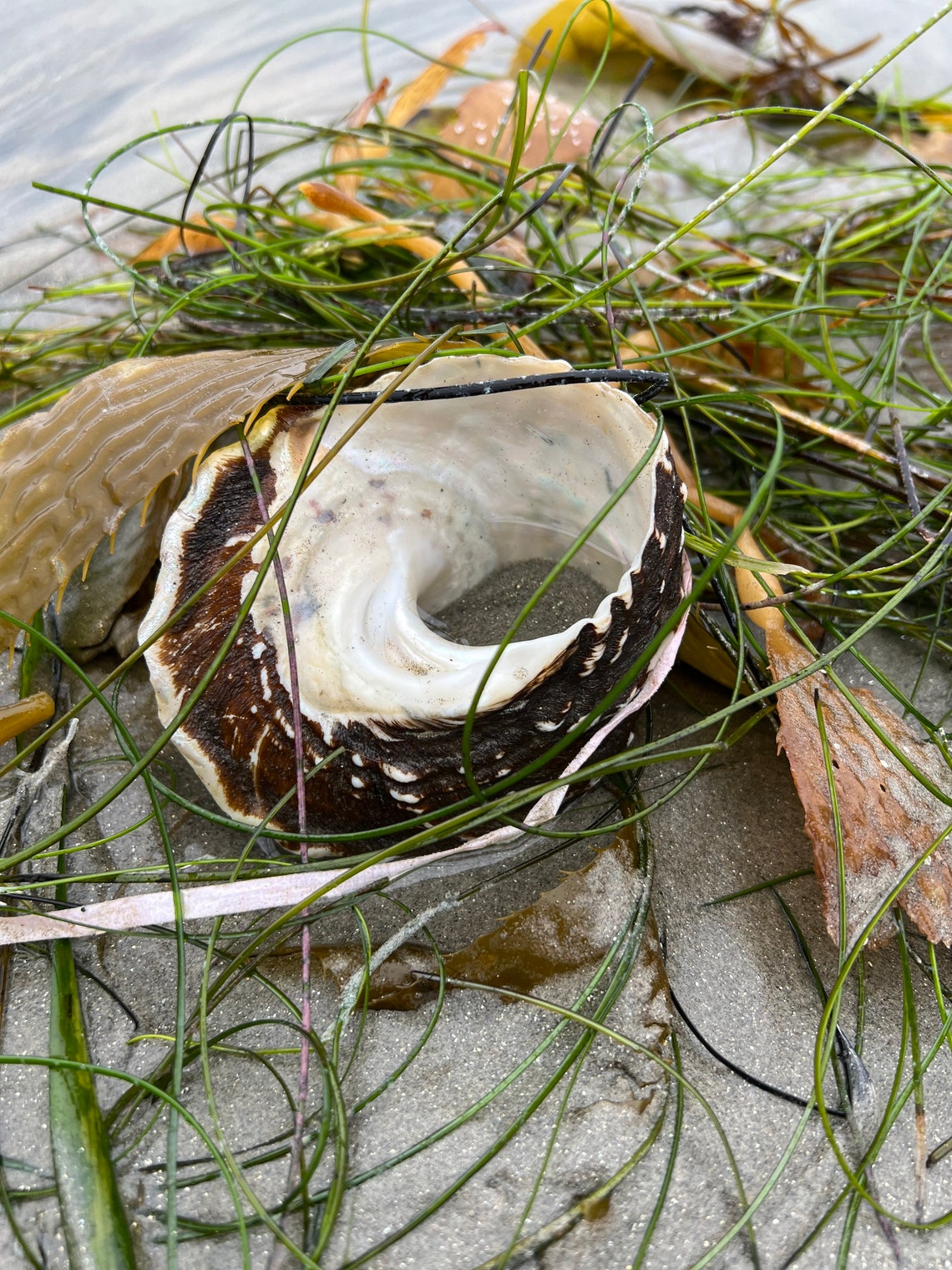 Unique Wavy Turban Snail Shell From California - Etsy