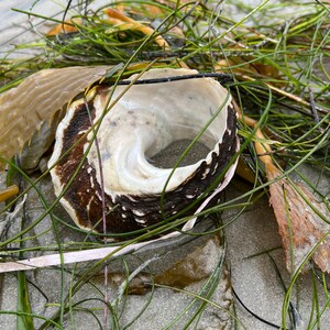 Unique Wavy Turban Snail Shell From California - Etsy