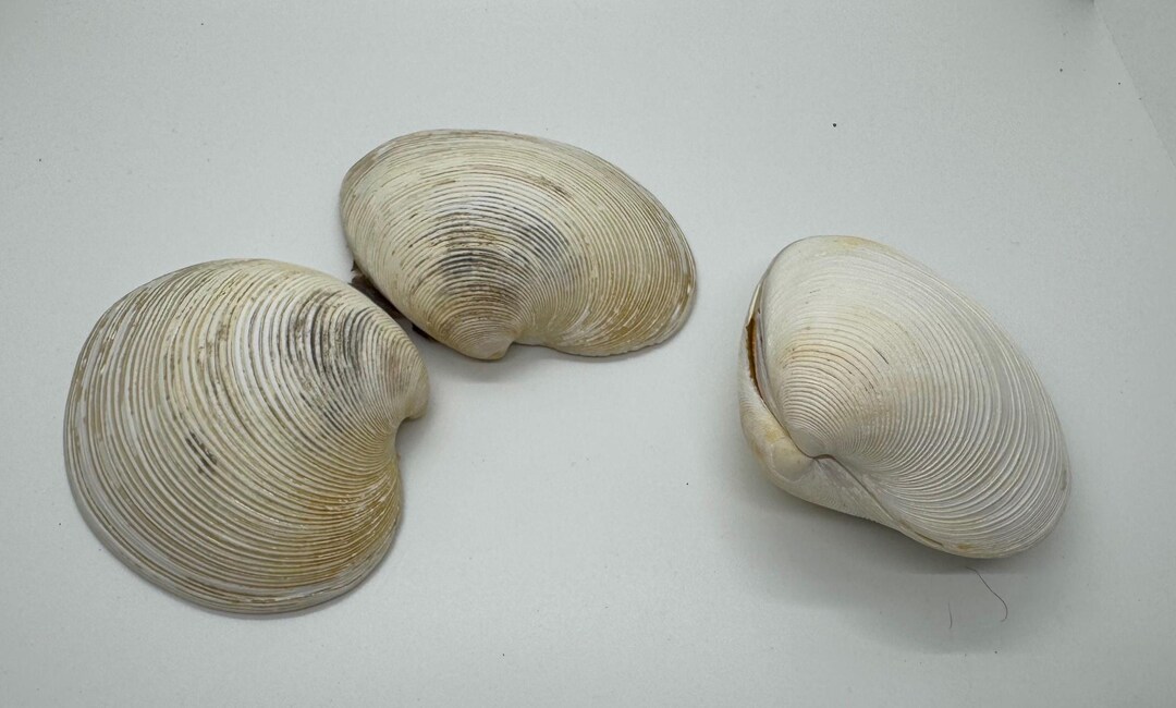 Paired Quahog Clam Shells for Crafts - Etsy